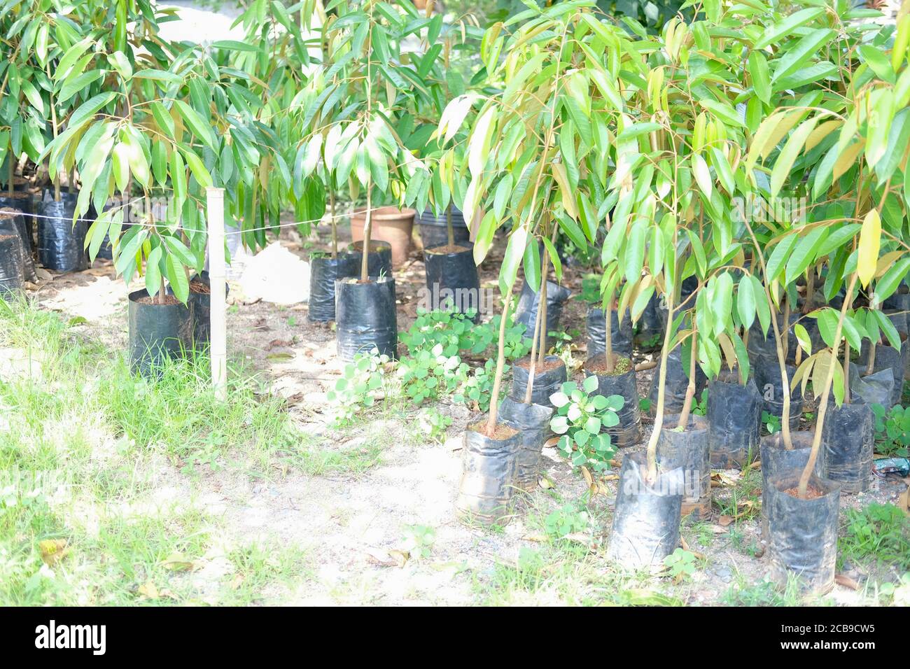 durian plant tree growing in orchard farm garden Stock Photo - Alamy