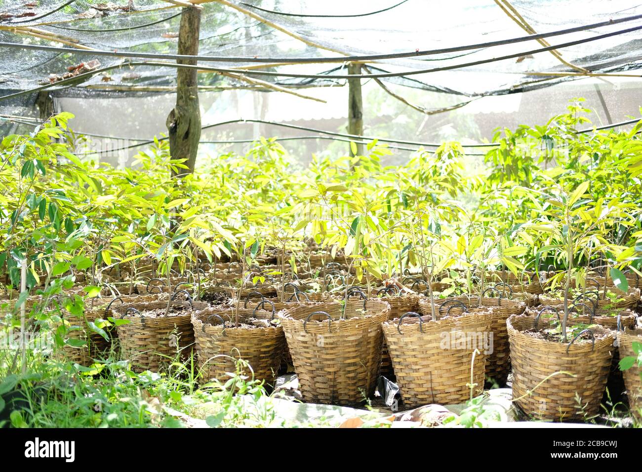 durian plant tree growing in orchard farm garden Stock Photo - Alamy