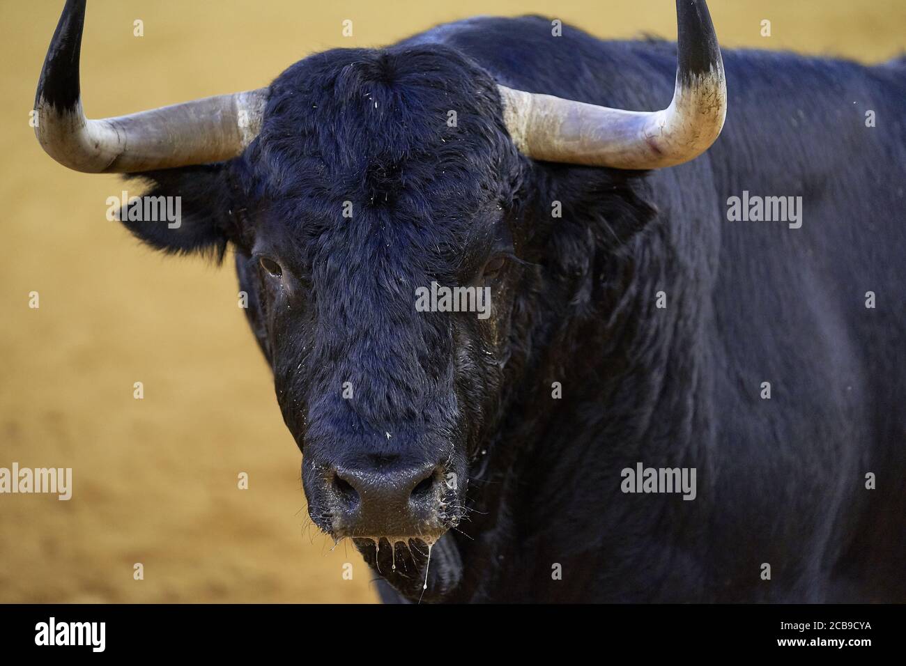 Scary Bull High Resolution Stock Photography and Images - Alamy
