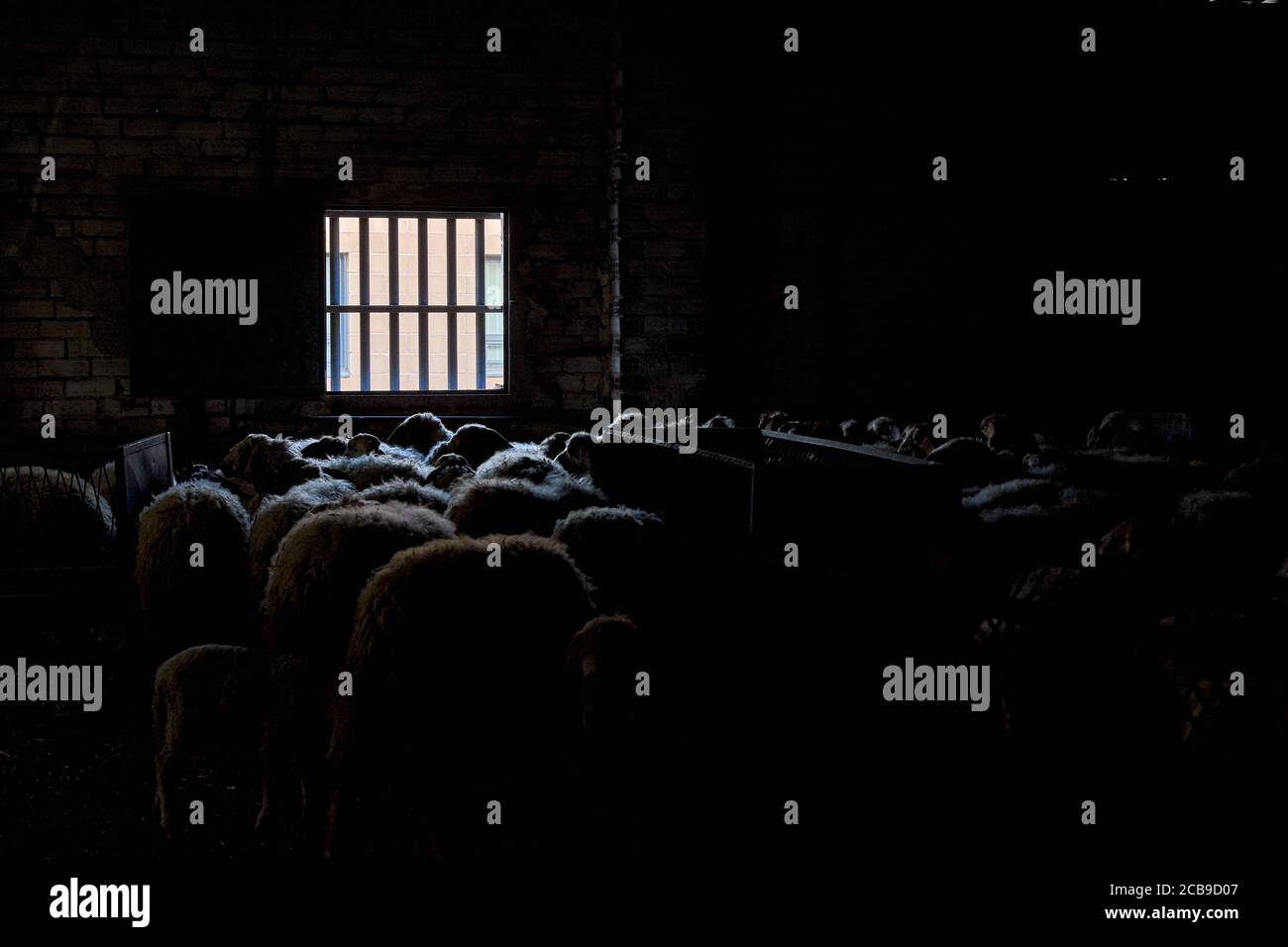 White sheep in the old brick barn Stock Photo - Alamy