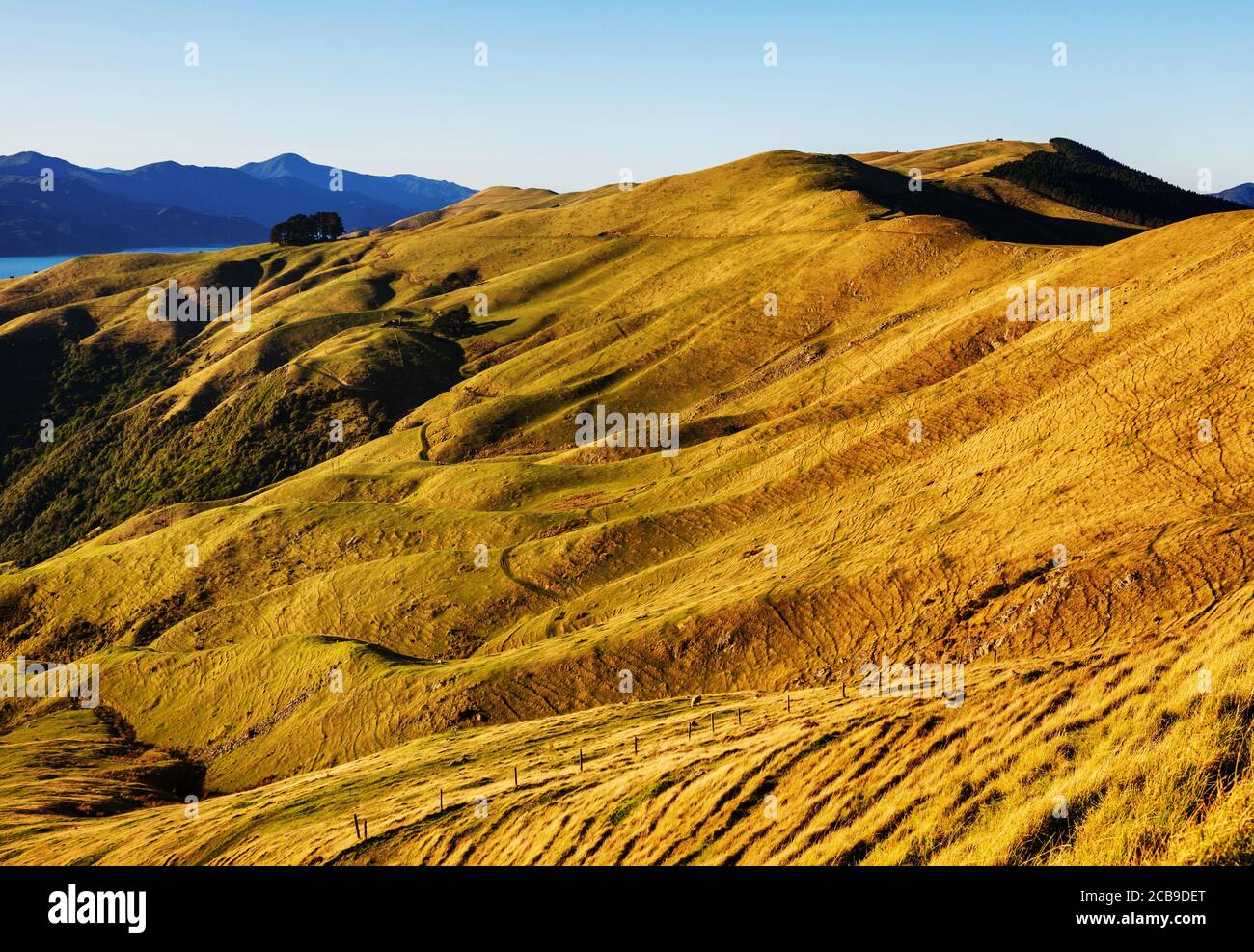 Beautiful rural landscape of the New Zealand - green hills and trees ...