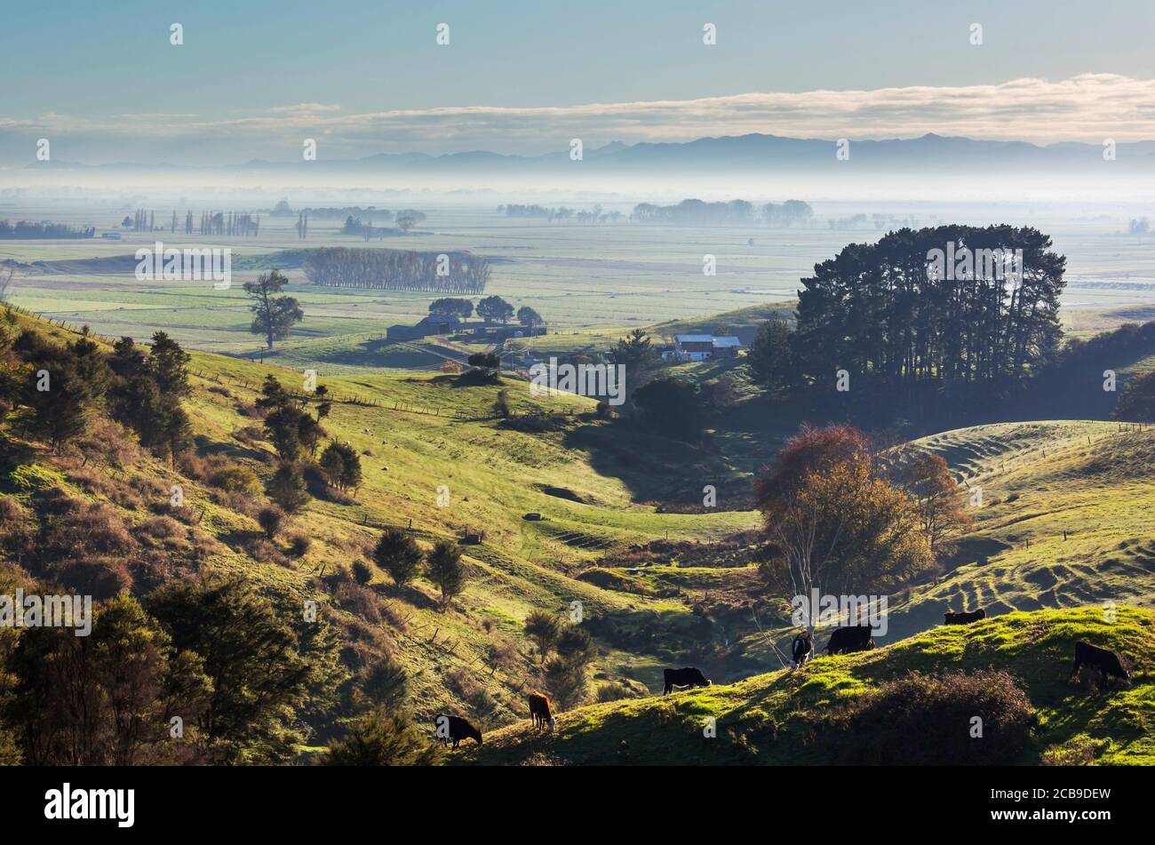 Beautiful rural landscape of the New Zealand - green hills and trees ...