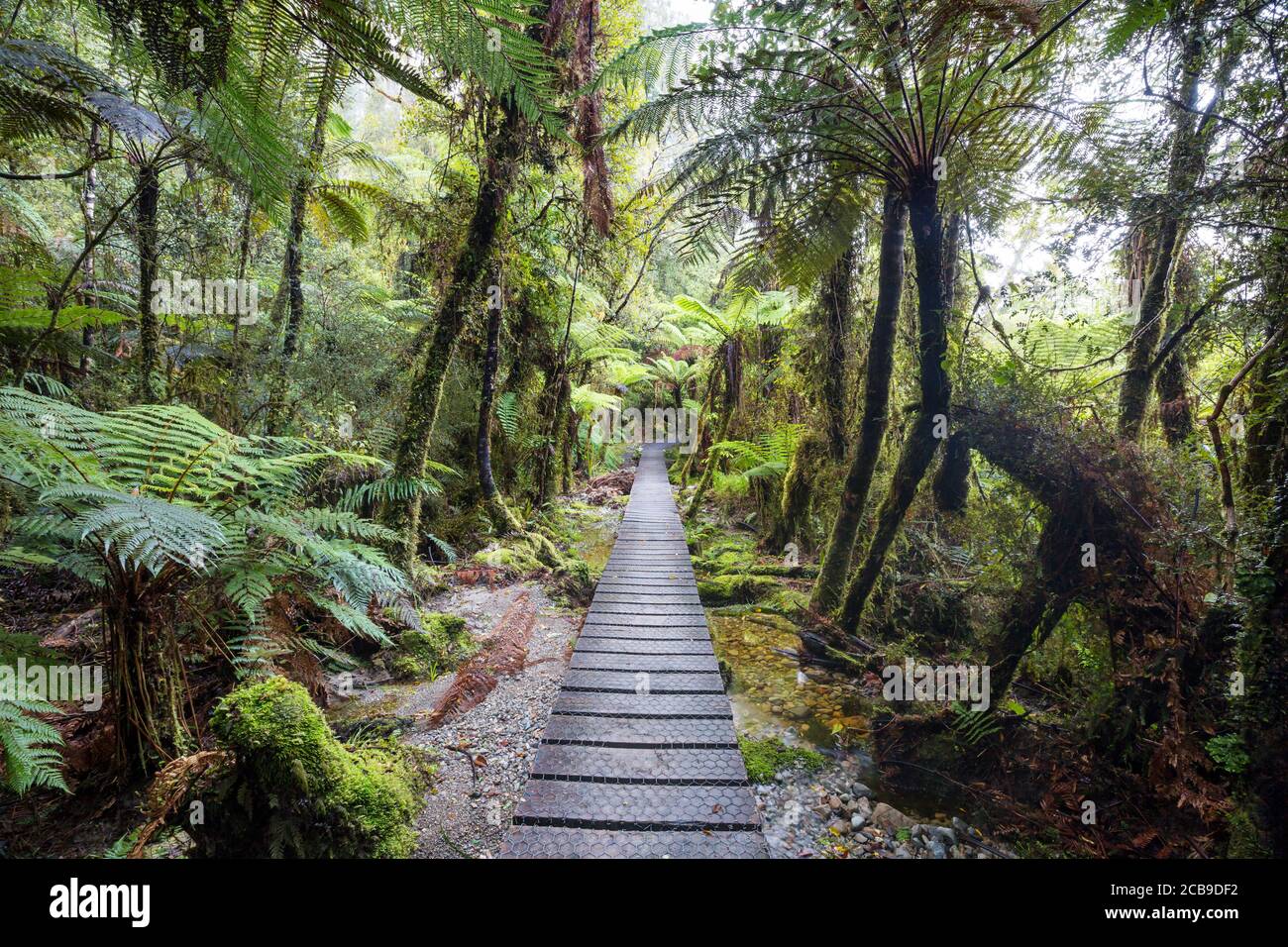 New Zealand tropical jungle forest. Green natural background Stock ...
