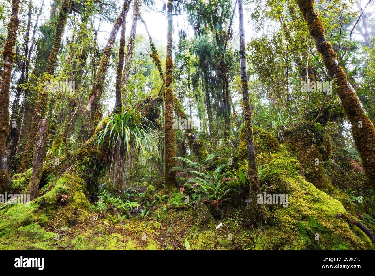 New Zealand tropical jungle forest. Green natural background Stock ...