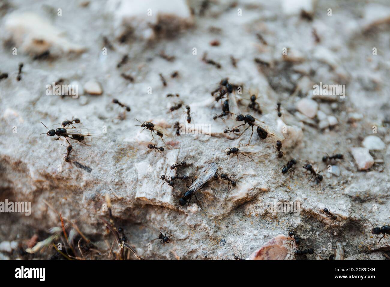 Black ants crawl over the stone. Teamwork. Hymenoptera insects Stock ...