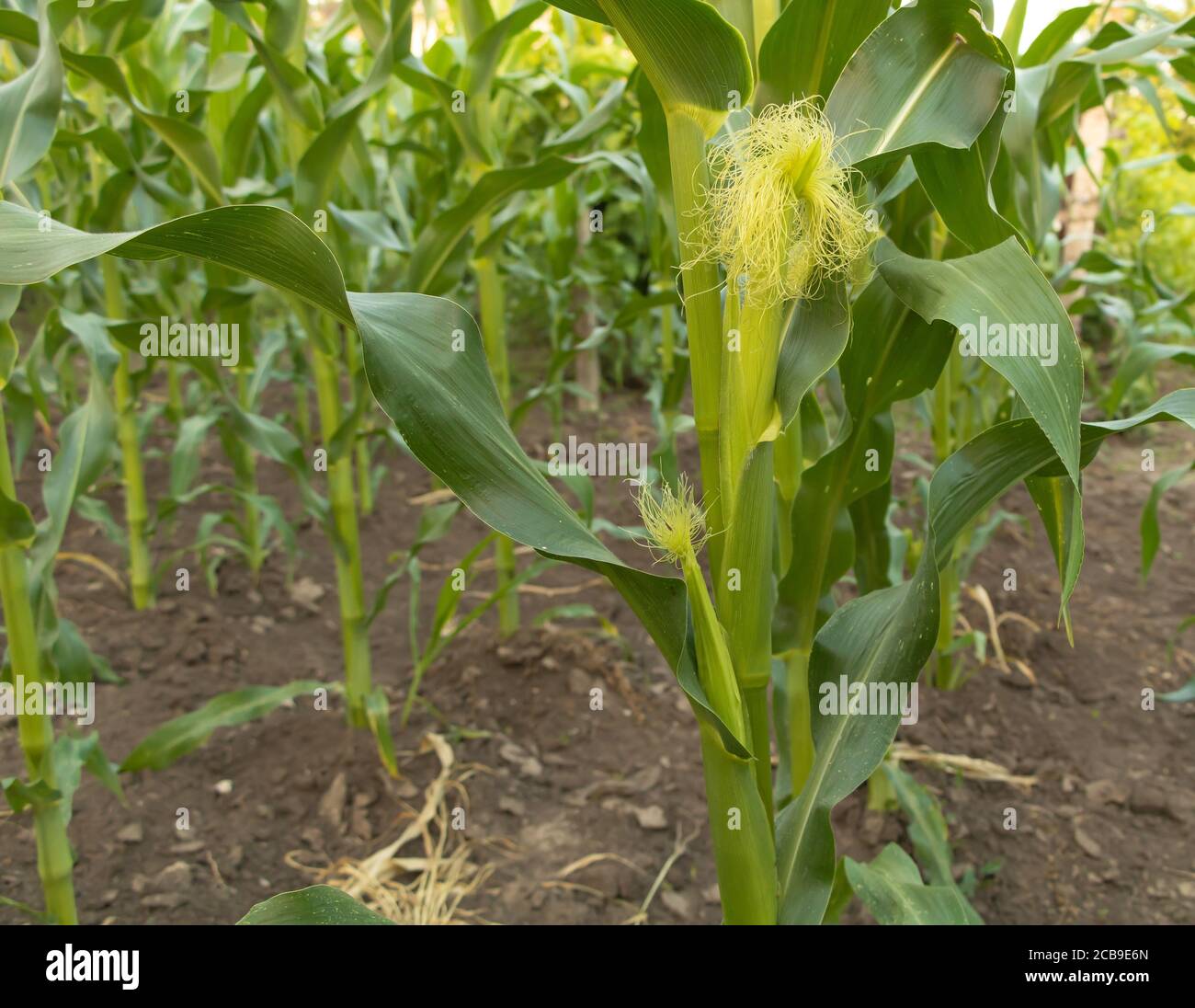 Corn in the vegetation began to bloom Stock Photo - Alamy
