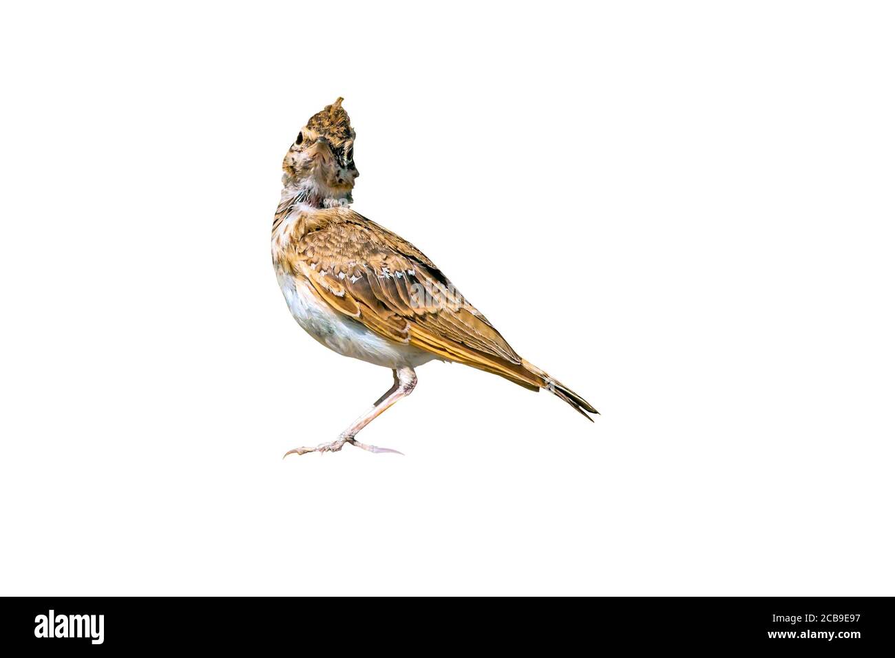Cute little bird. Isolated bird image. Bird: Crested Lark. White ...