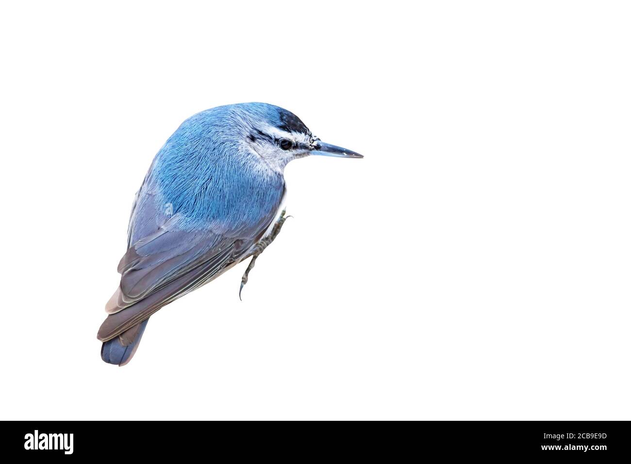 Climbing bird. Isolated bird Nuthatch. White background Stock Photo - Alamy