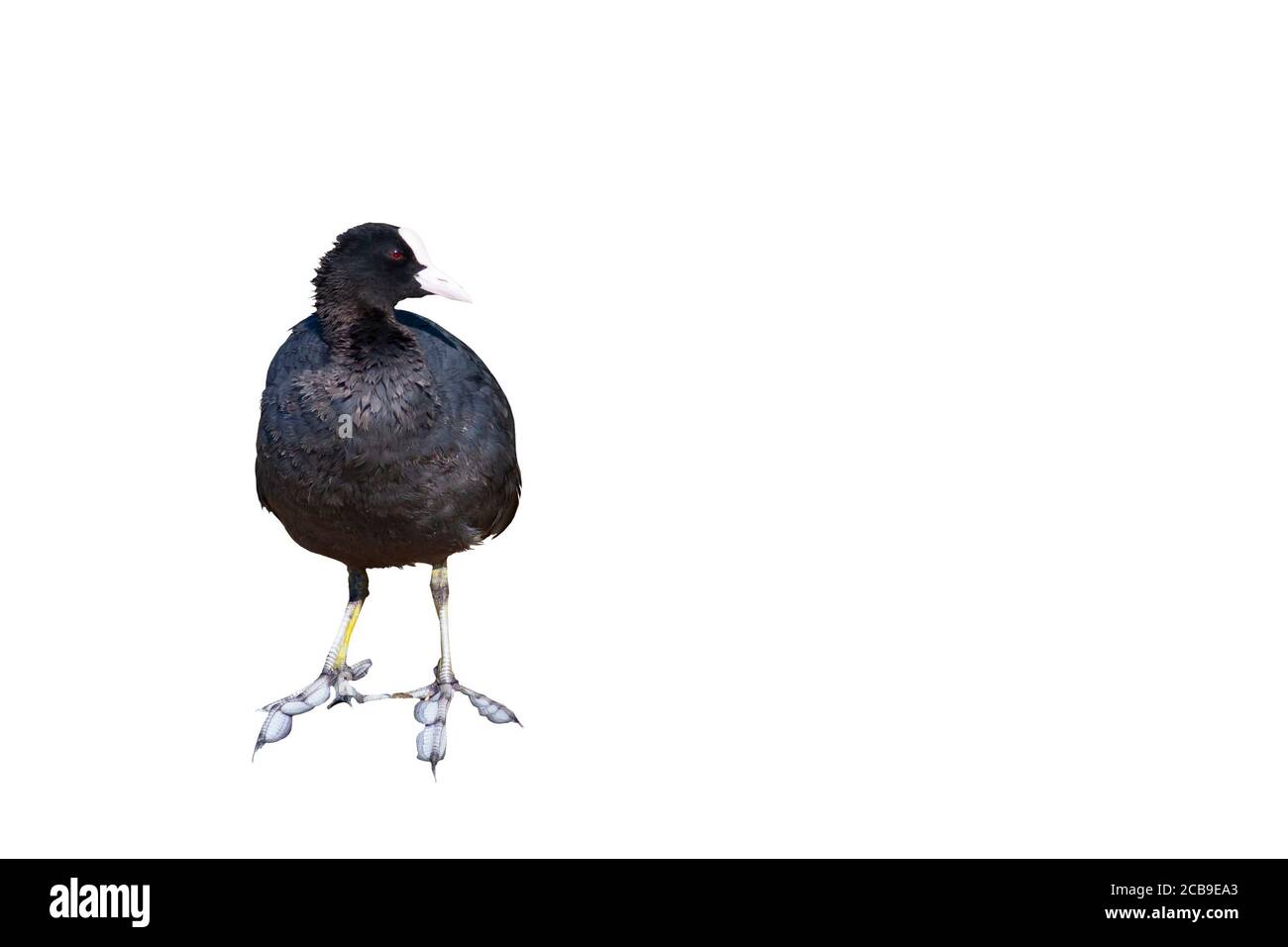 Black bird. Eurasian Coot. Isolated bird. White background Stock Photo ...