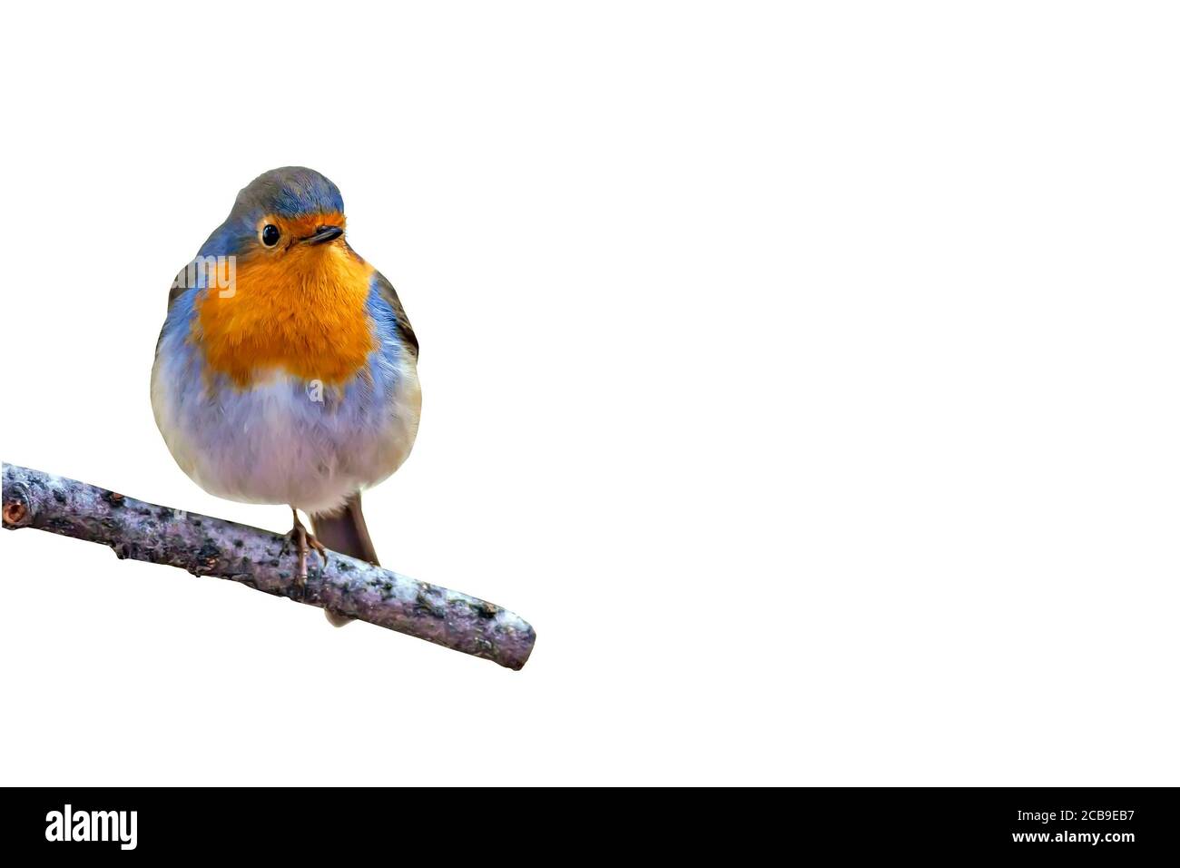 Isolated bird. Cute bird robin. White background. European Robin ...