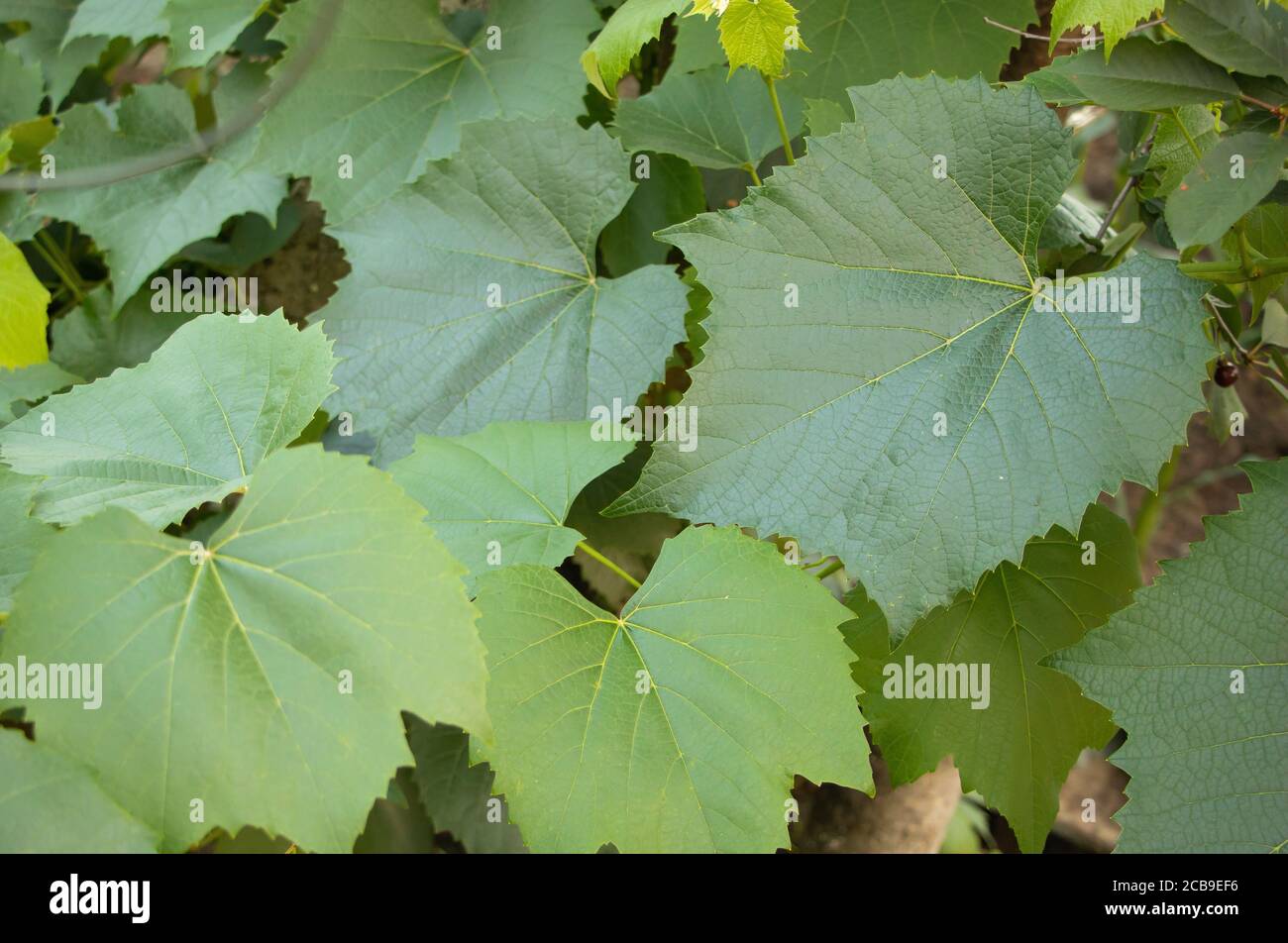 Vine leaves close up how to grow vine Stock Photo - Alamy