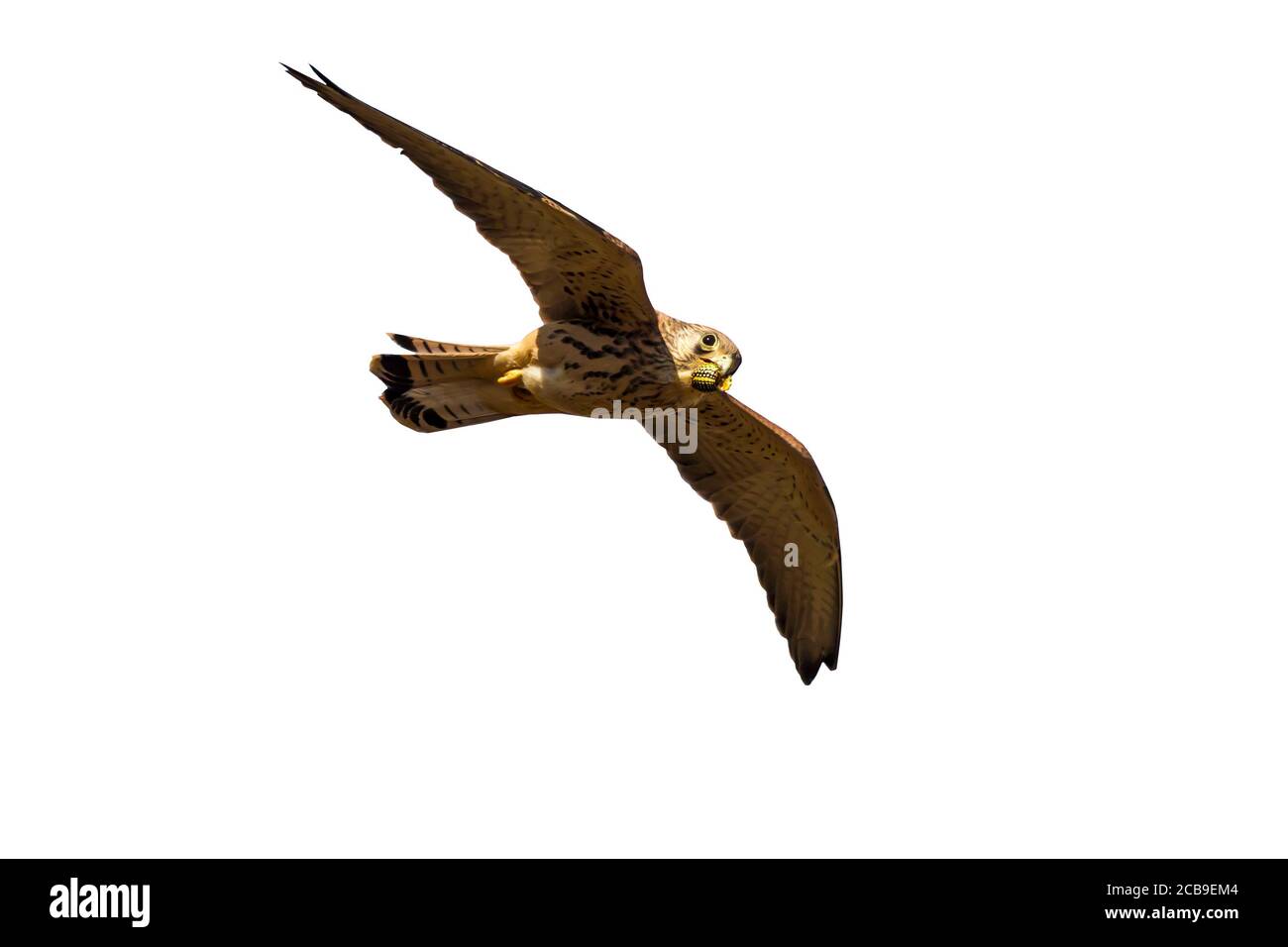 Flying falcon. Isolated bird. White background. Bird: Lesser Kestrel ...