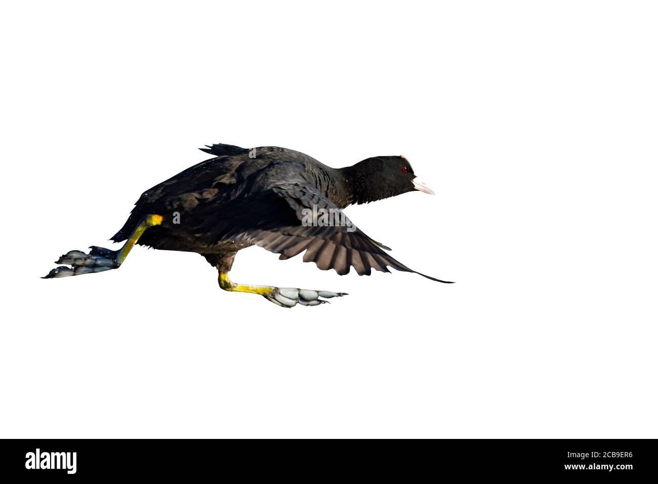 Black bird. Eurasian Coot. Isolated bird. White background Stock Photo ...
