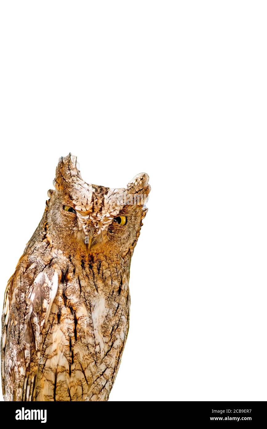 Isolated Owl. White background. Bird: Eurasian Scops Owl. Otus scops ...