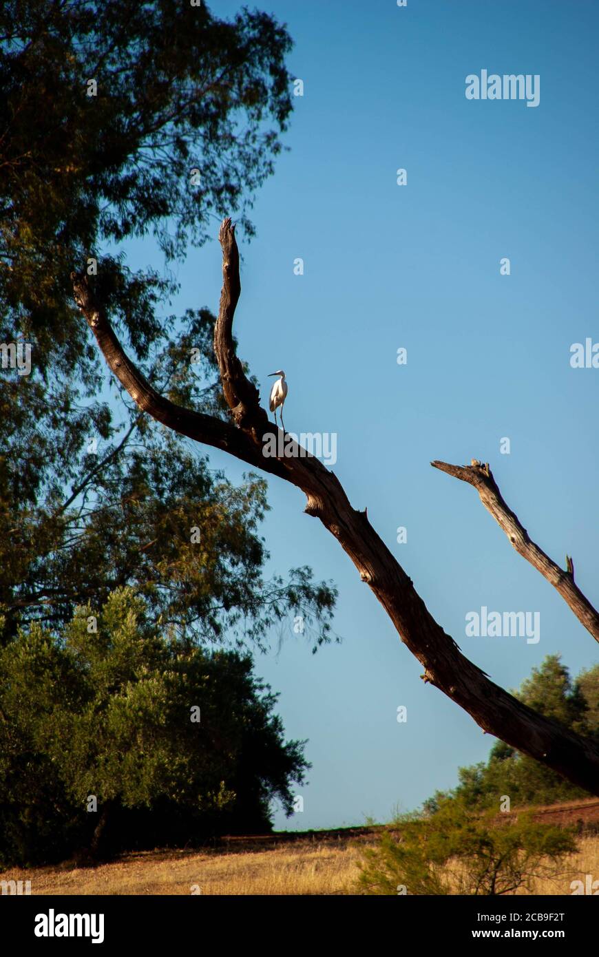 Jeron hi-res stock photography and images - Alamy