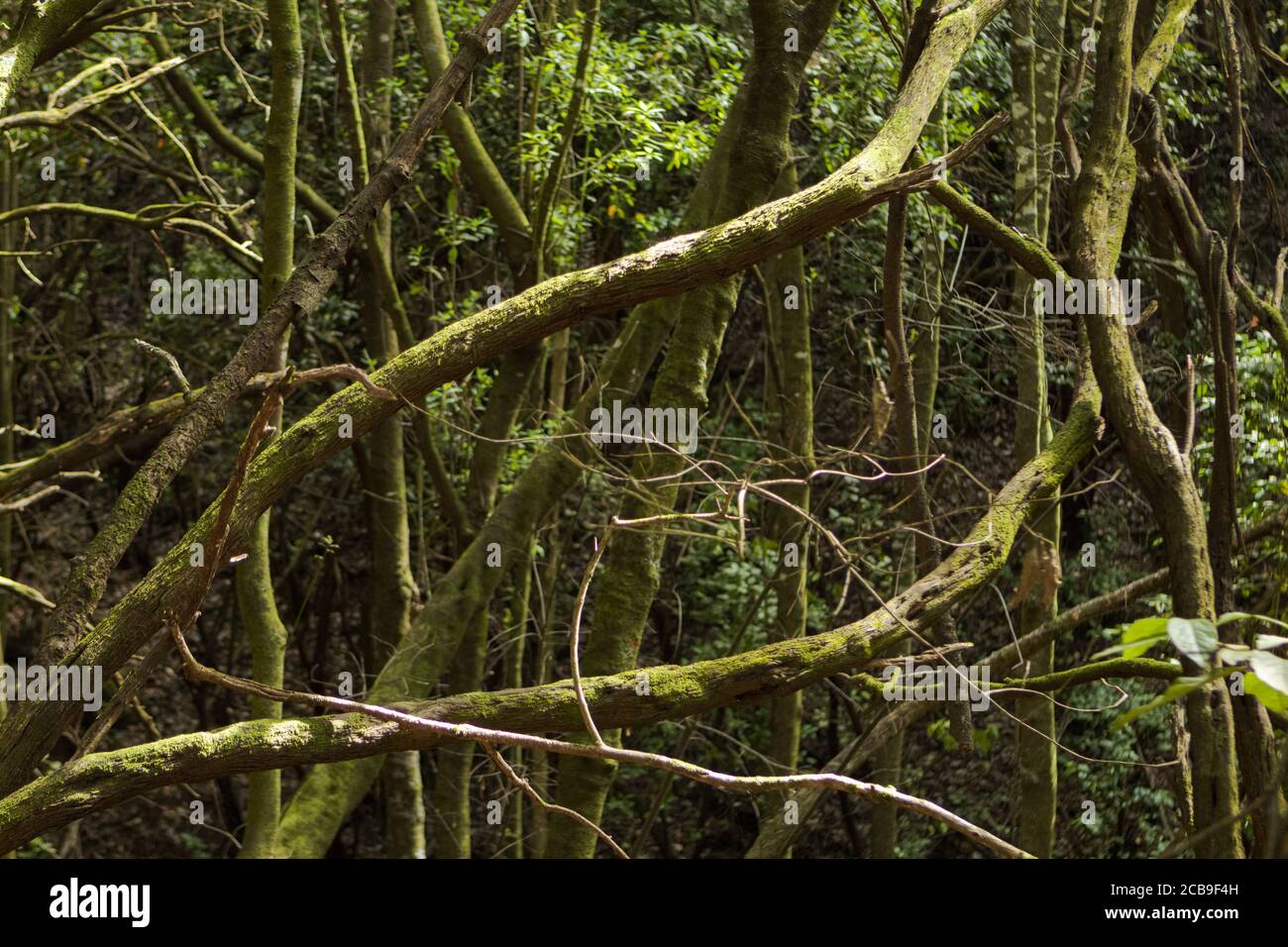 Plant intertwined in trunks hi-res stock photography and images - Alamy