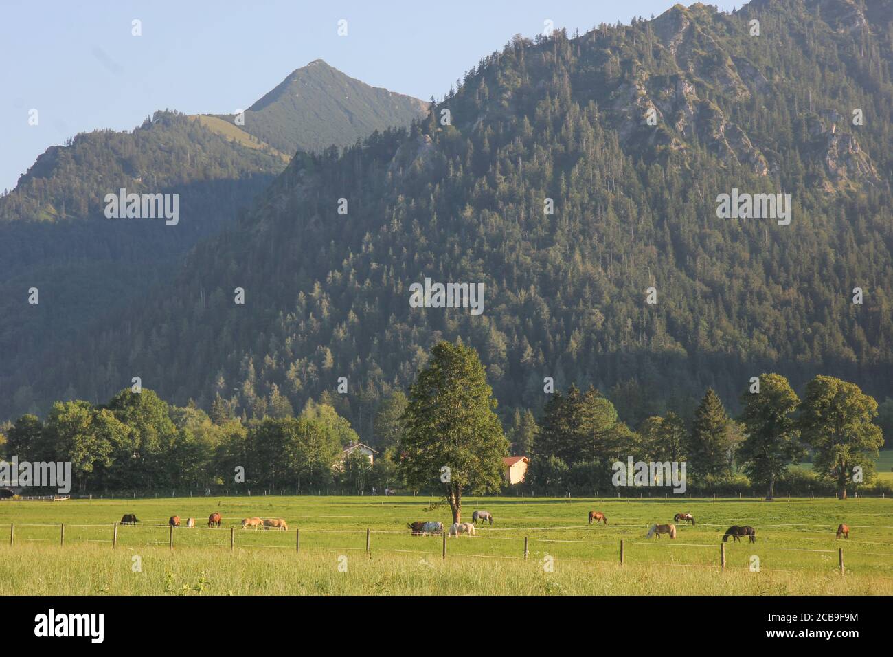 Horses in alpine zone, bavaria, bavarian landscape, pasture feeding ...