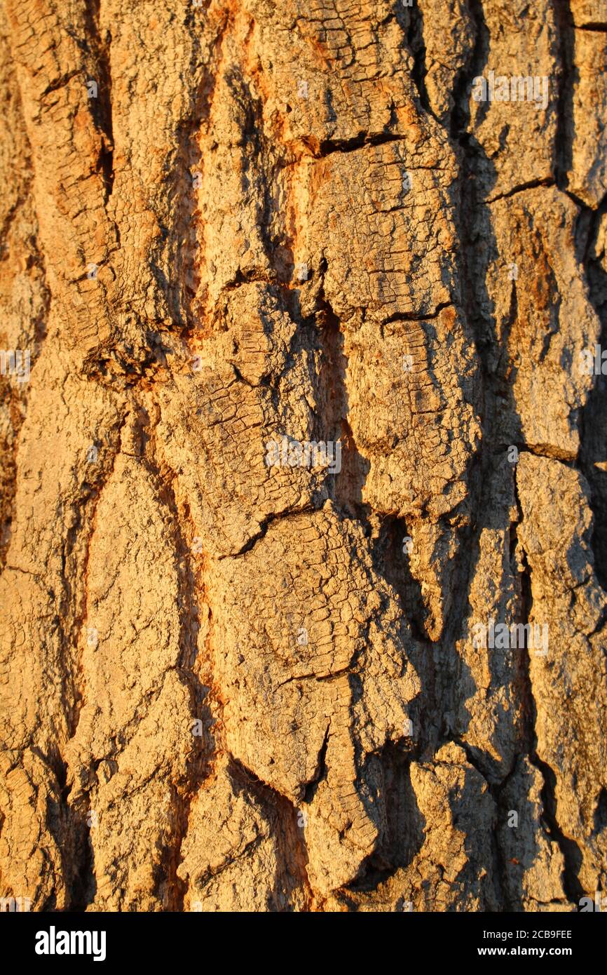 Vertical closeup shot of an old dry tree bark texture under the ...