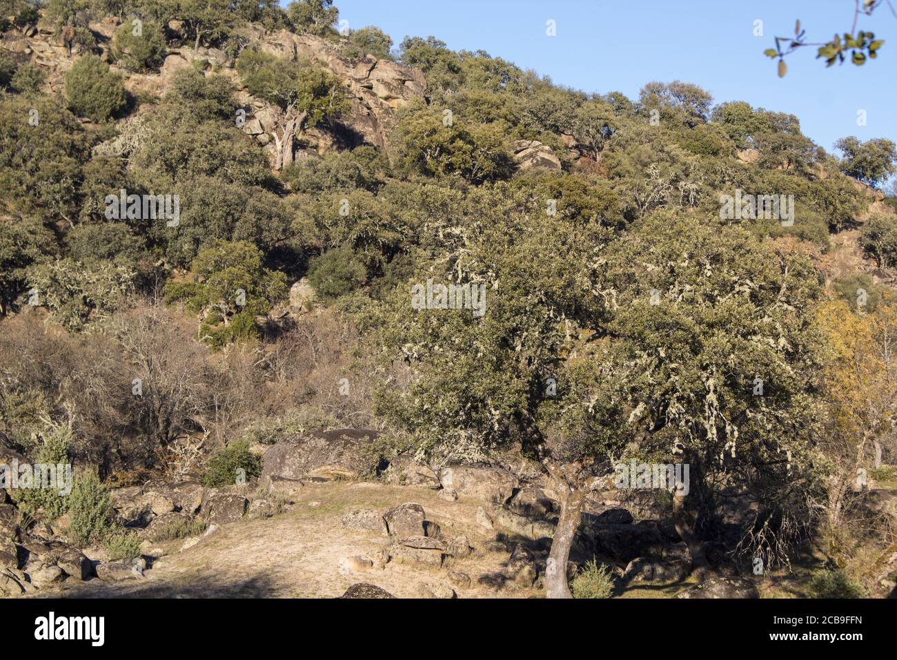 Mediterranean oak forest in Spain Stock Photo - Alamy