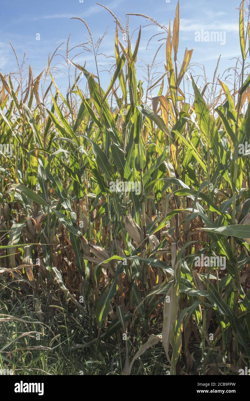 Vertical shot of cornfield with a clear sky background Stock Photo - Alamy