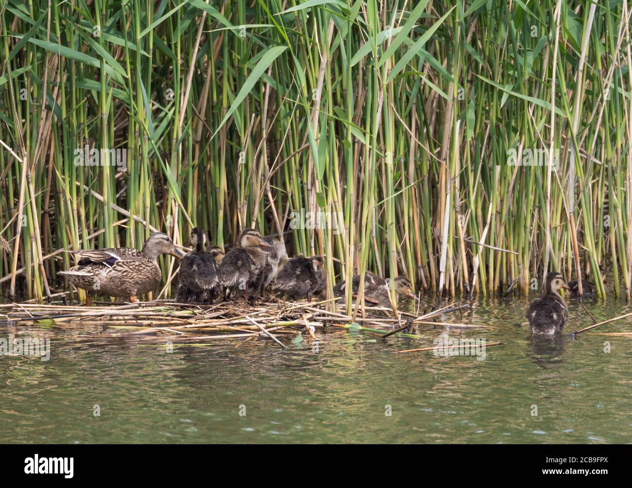 Wild Female Mallard duck with youngs ducklings. Anas platyrhynchos ...