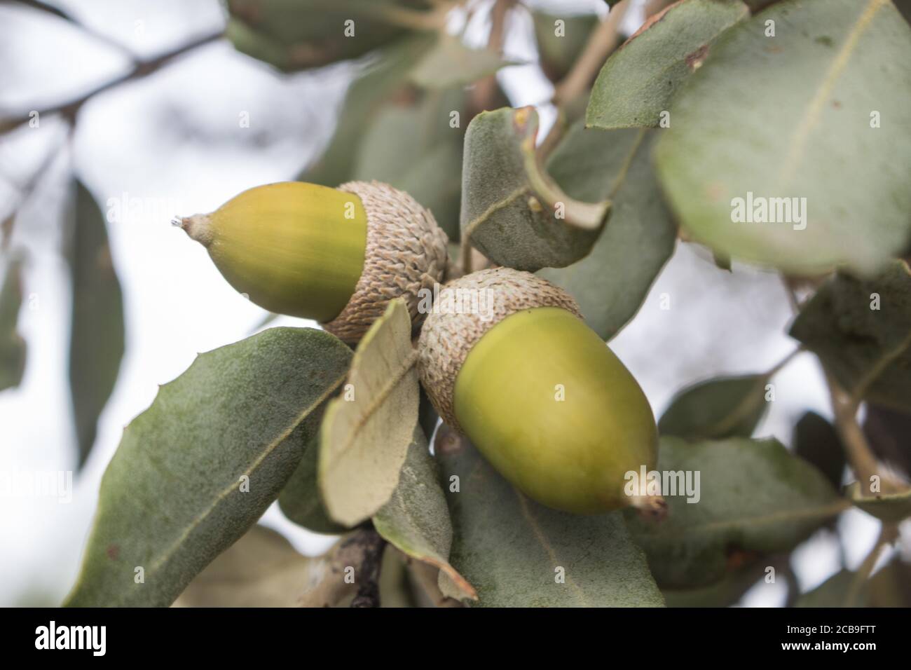 Pyrenean oak tree hi-res stock photography and images - Alamy