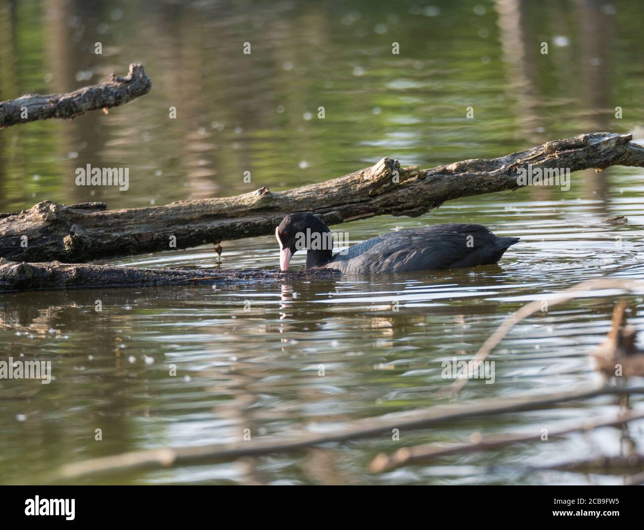 Eurasian coot Fulica atra, also known as the common coot swimming in ...