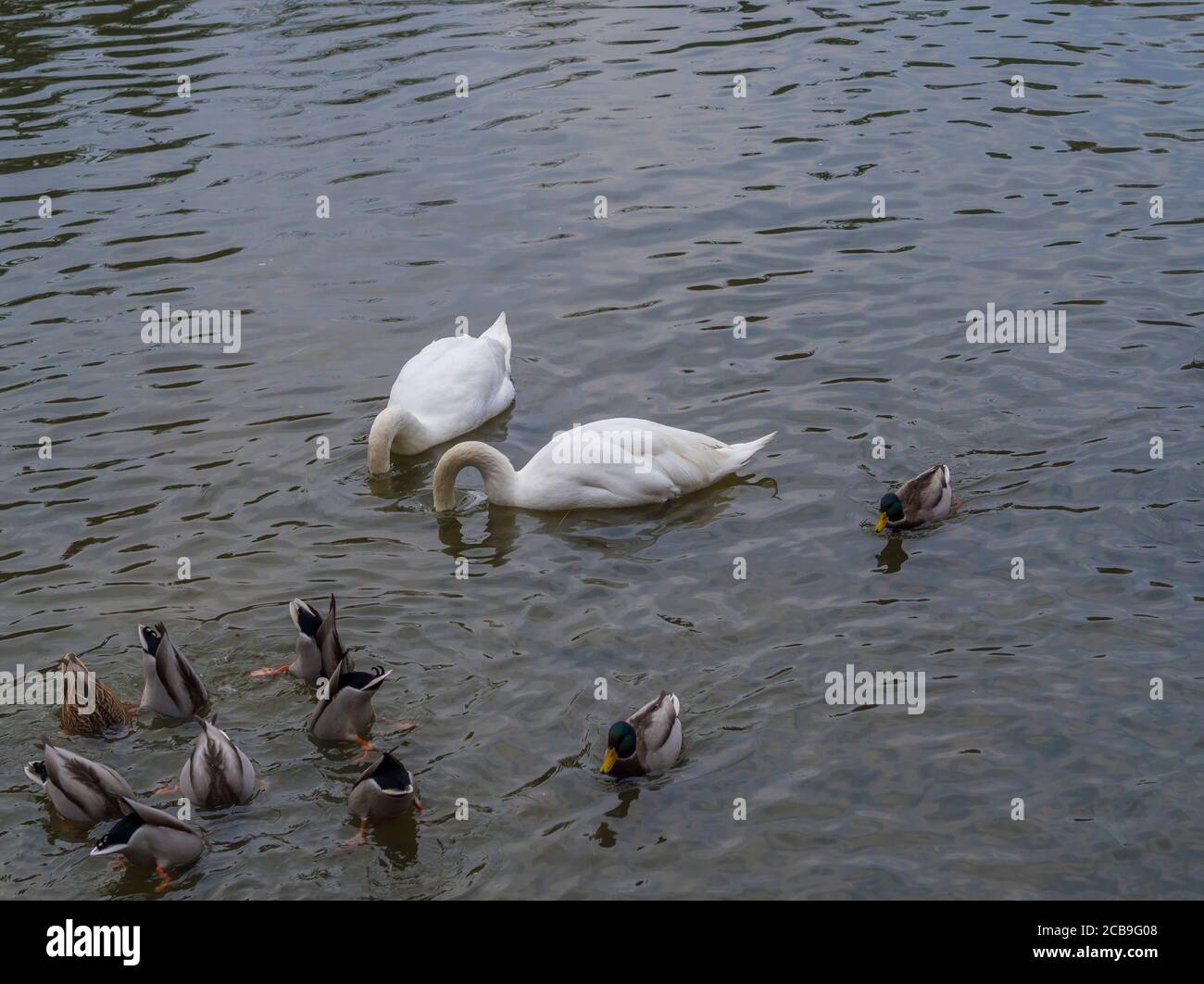 couple of white swan diving heads into pond with group od duck and ...