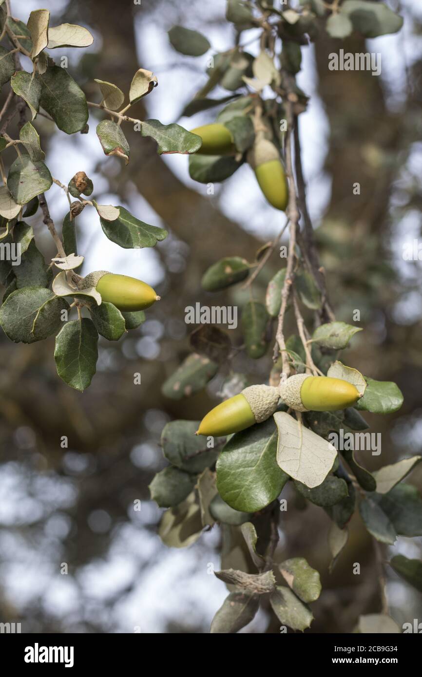 Vertical closeup of acorns of an oak tree during the daytime Stock ...