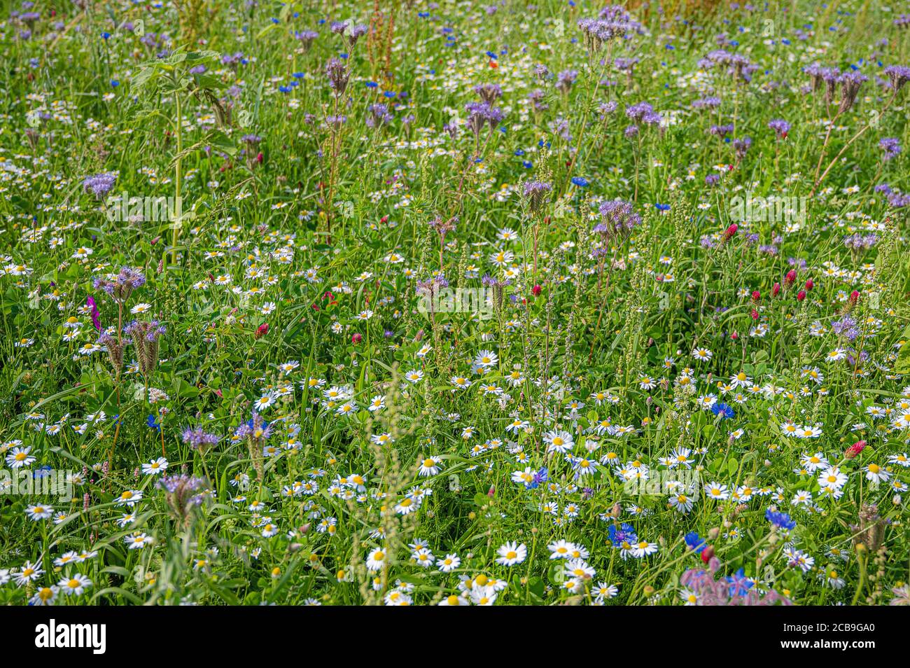 Jan 01, 1970: the most beautiful things in nature are flowers Stock ...