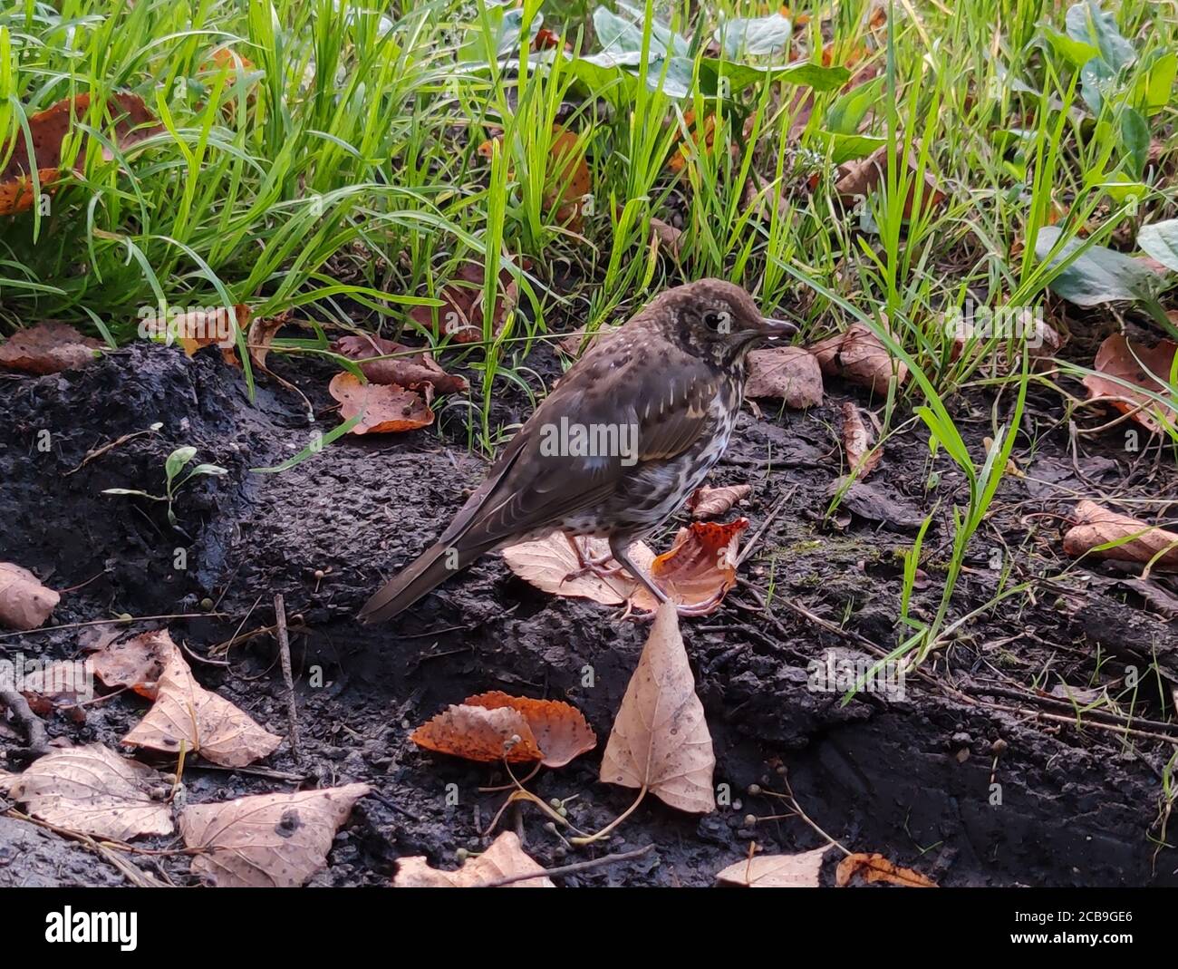 Chick growth hi-res stock photography and images - Alamy