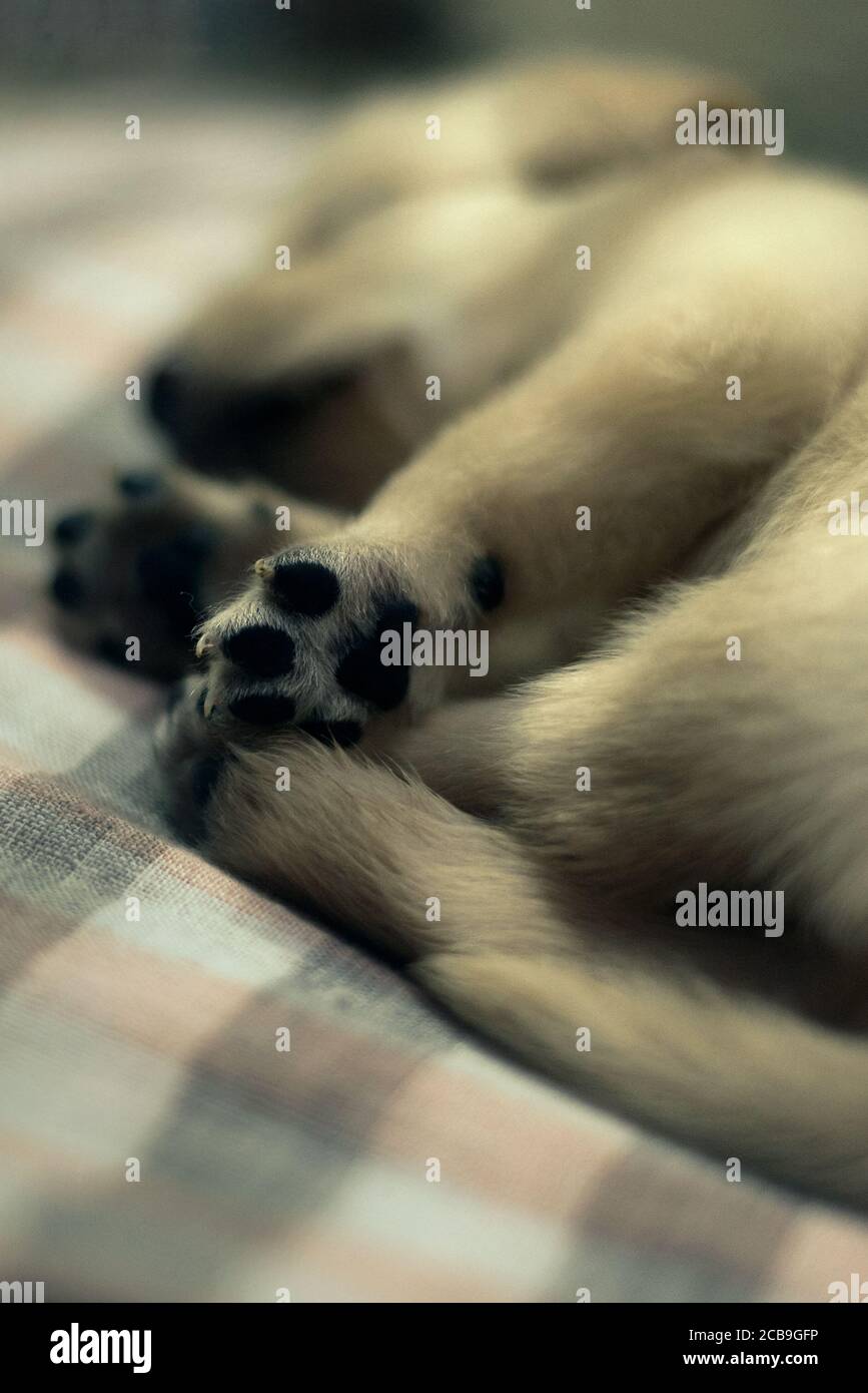 Labrador Puppy with only his paws in focus Stock Photo - Alamy