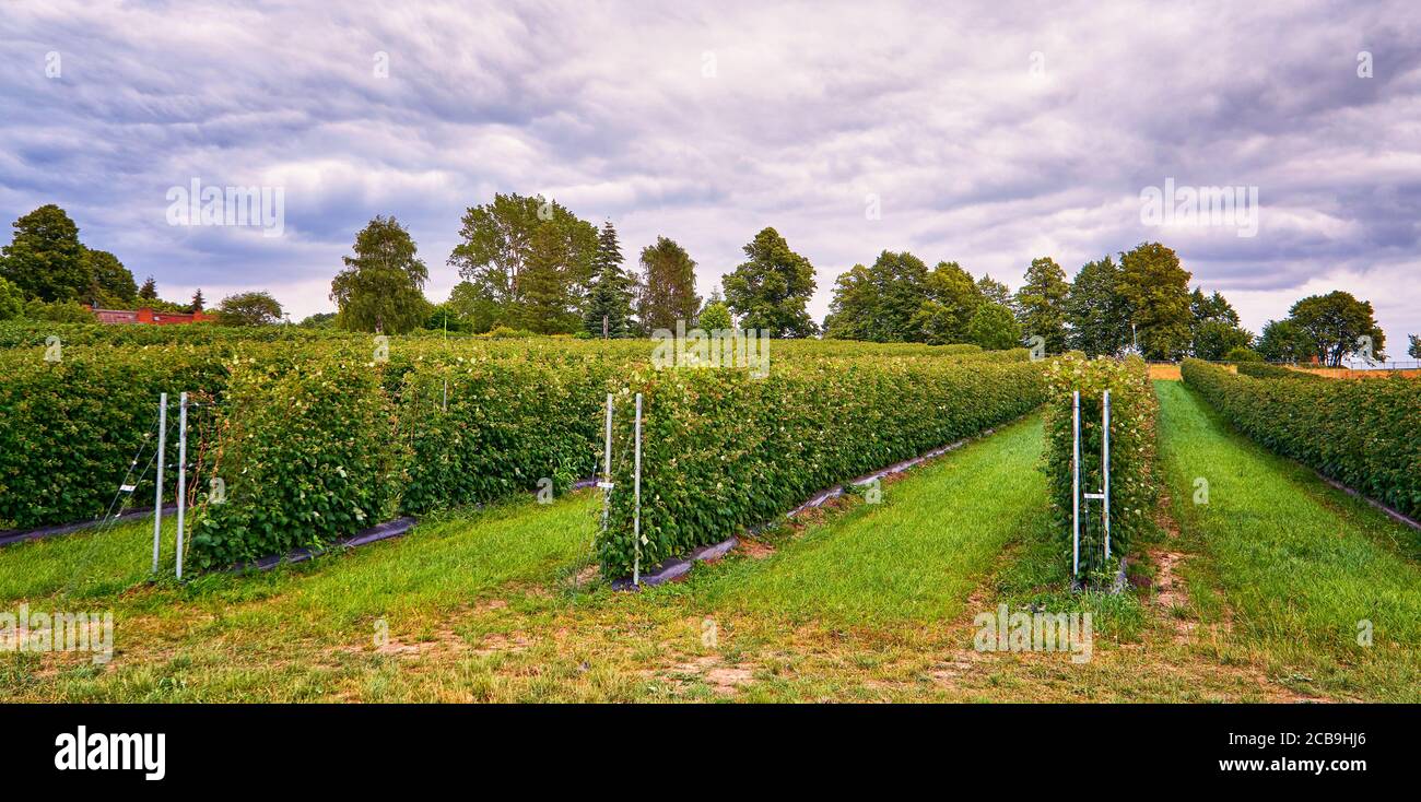 Raspberry field hi-res stock photography and images - Alamy