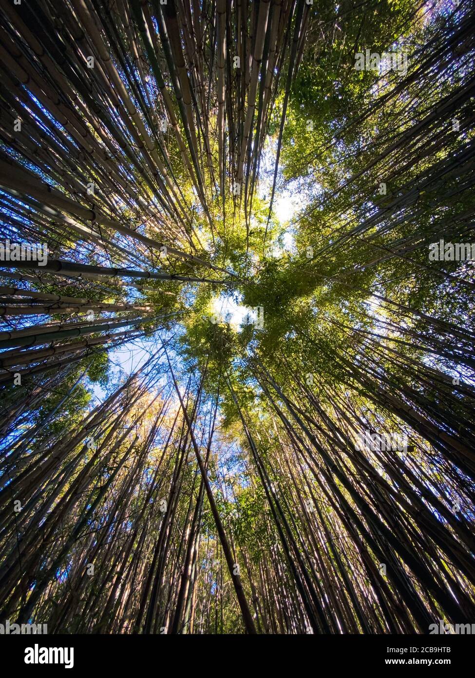 Canopy Of Bamboo Trees High Resolution Stock Photography and Images - Alamy