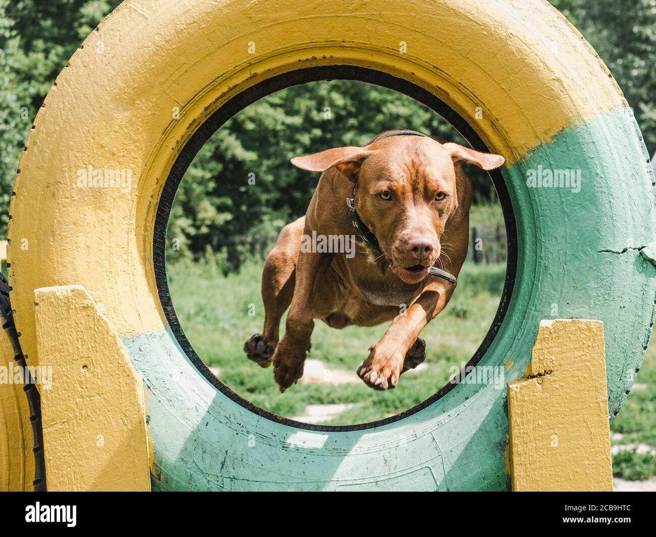 American pit bull terrier jump hi-res stock photography and images - Alamy