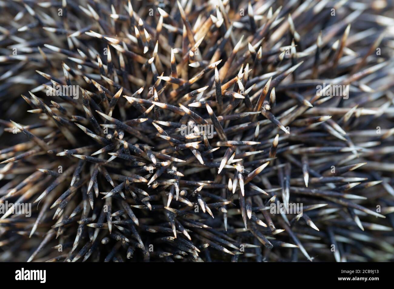 porcupine quills or prickly protective hedgehog needles Stock Photo - Alamy