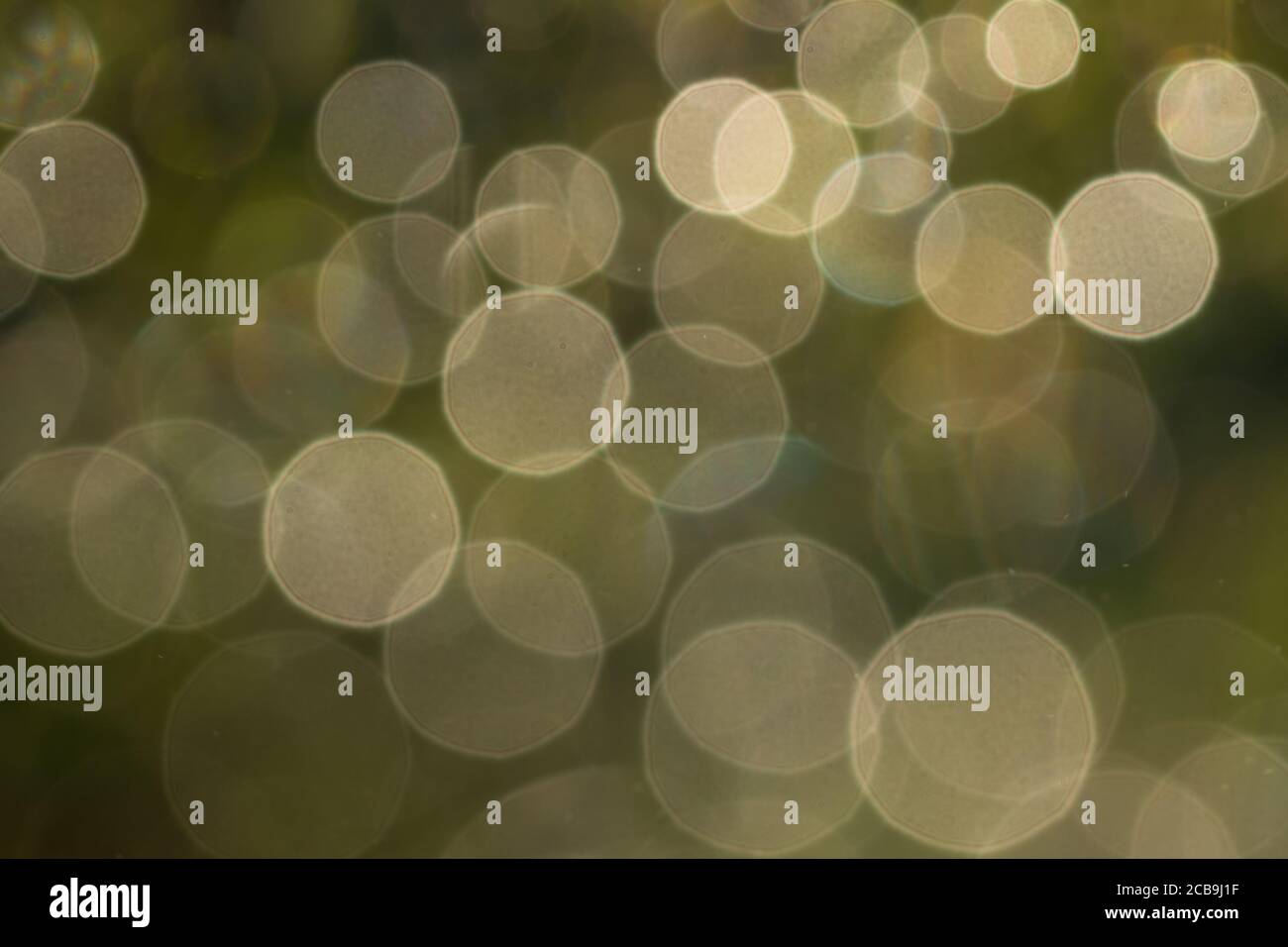 Blurred shot of the orbs of light with a natural green background Stock ...