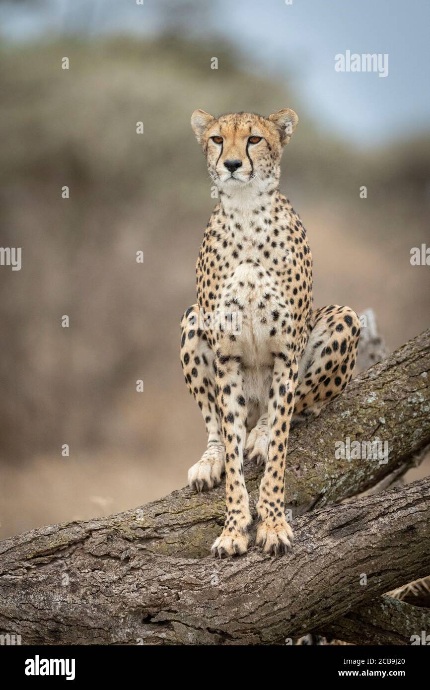 Cheetah sitting on log hi-res stock photography and images - Alamy