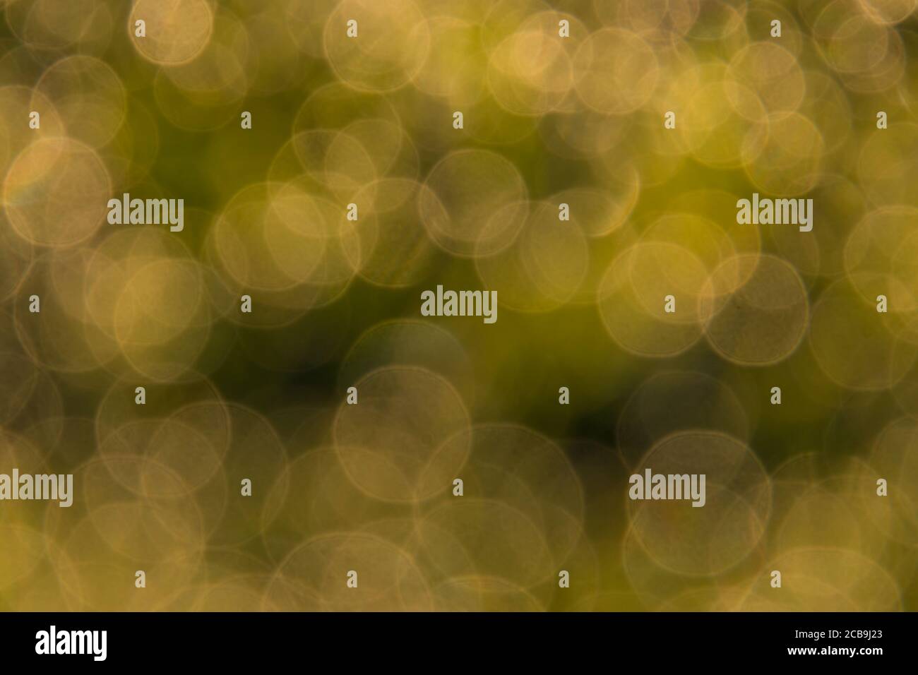 Blurred shot of the orbs of light with a natural green background Stock ...