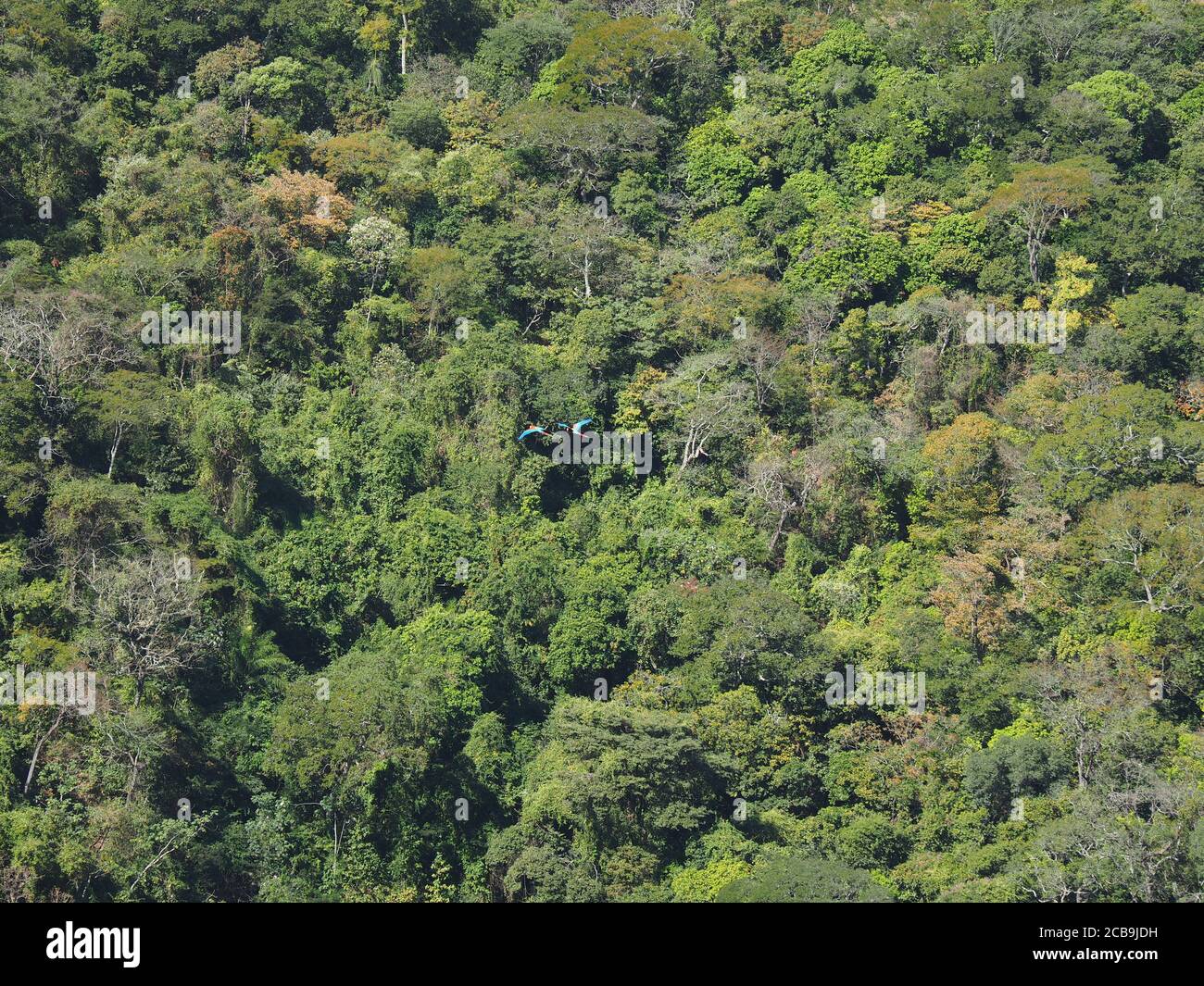 Beautiful shot of the side of a mountain forest full of green trees ...