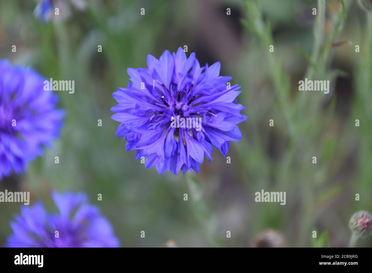 Cornflower colours hi-res stock photography and images - Alamy
