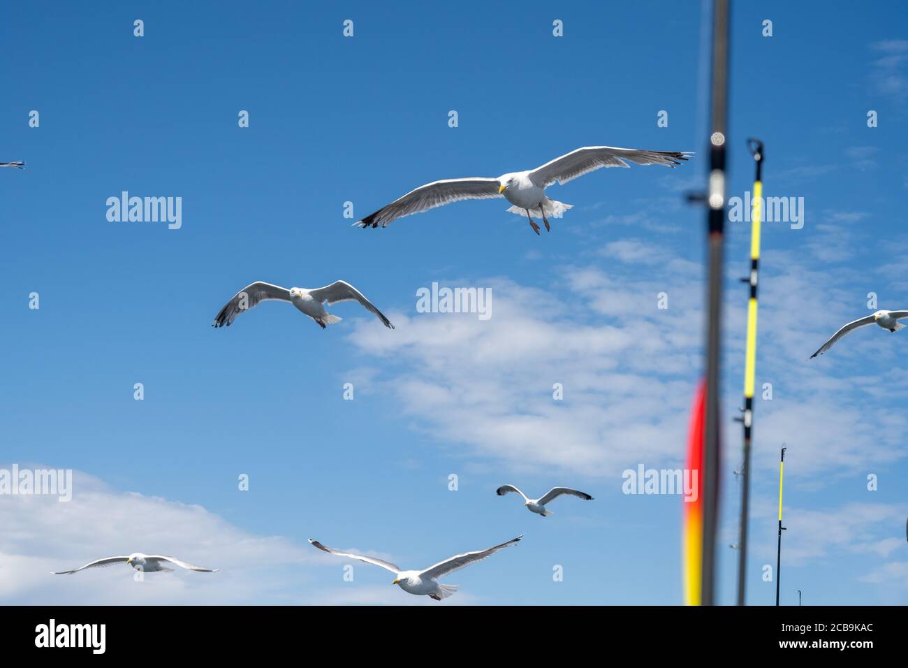 Seagulls follow a fishing boat. Fishing rods and blue sky with thin ...