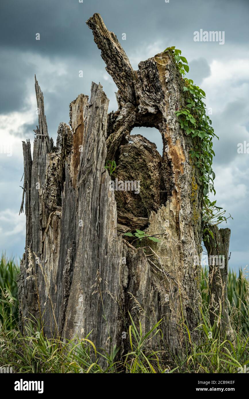 Dramatic Large rotten stump with moss, ivy, grass, woodpecker ho Stock ...