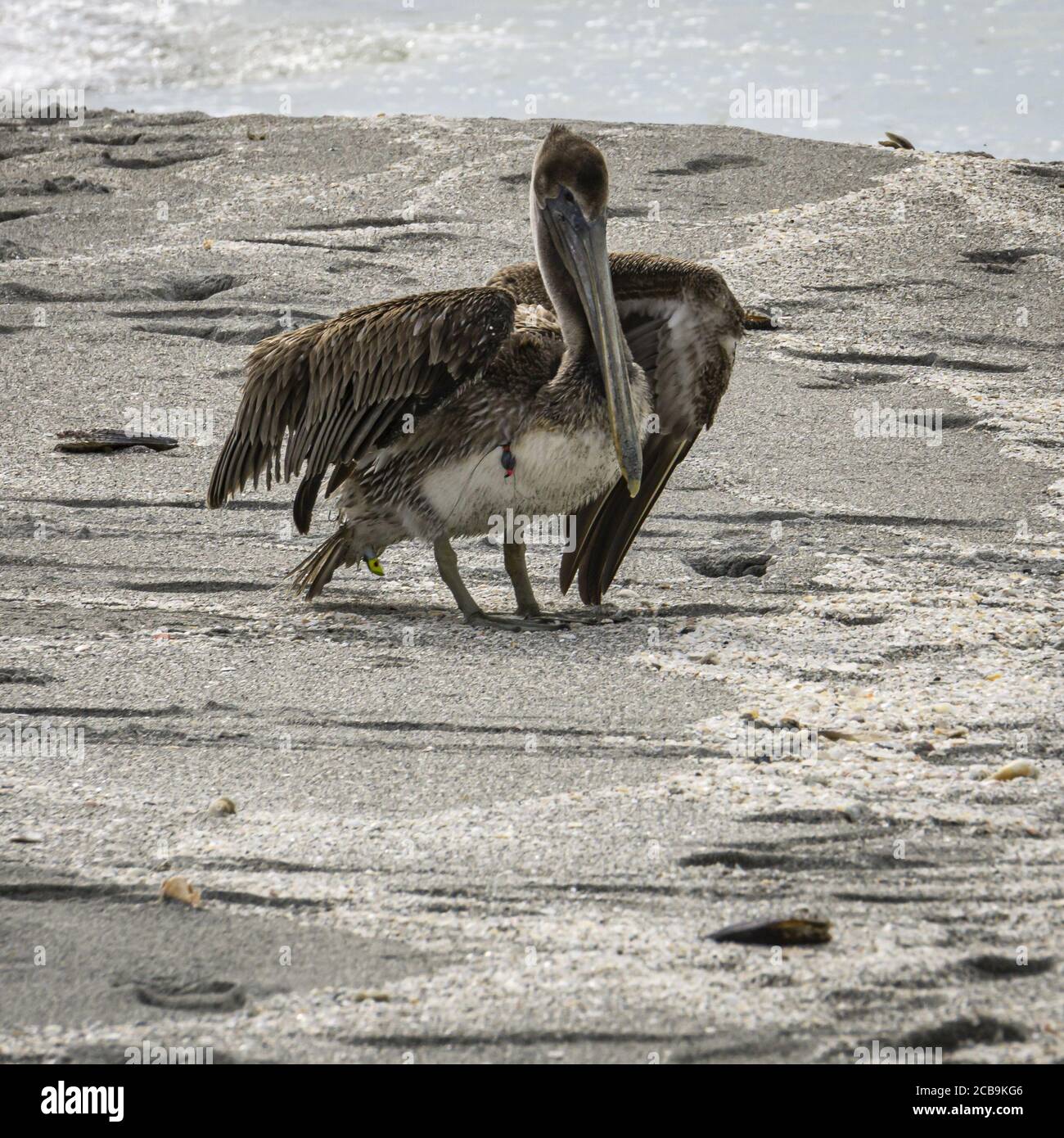Beautifiul brown and white Juvenile Eastern Brown Pelican (Pelec Stock ...