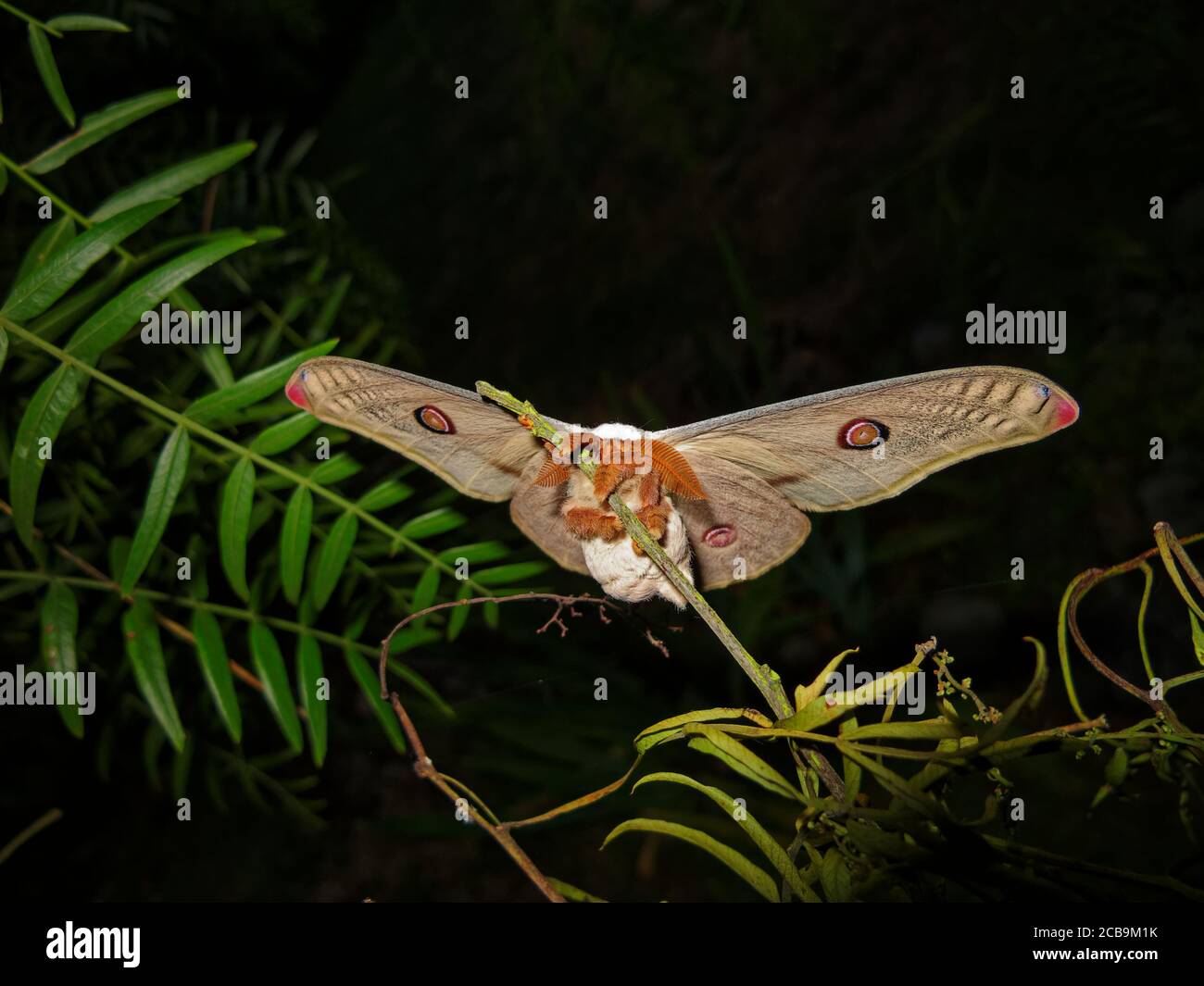 Emperor gum moth viewed head on. South Island, New Zealand Stock Photo ...