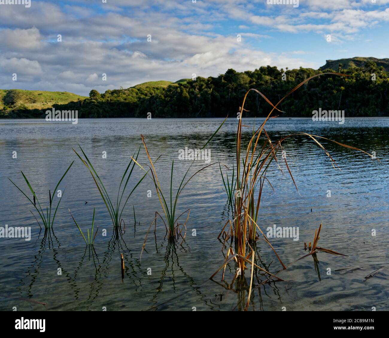 Reeds catching the afternoon sun at Kaihoka Lakes, Golden Bay, New ...