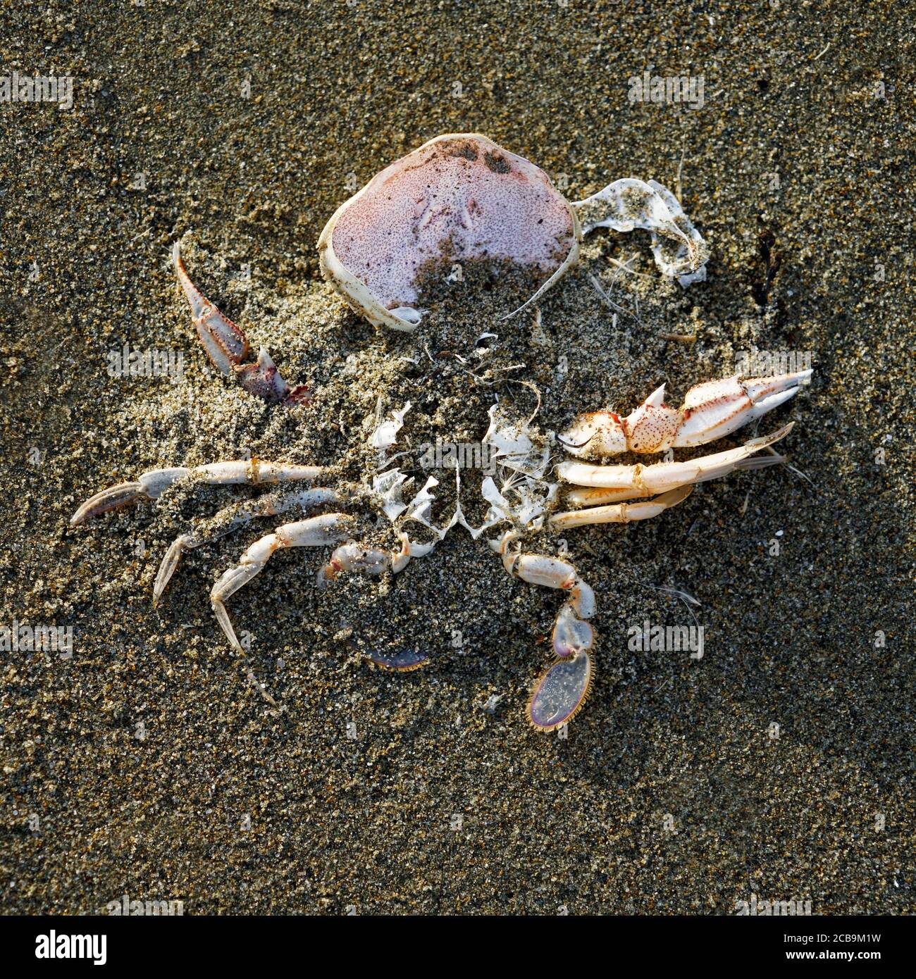 Crab Skeleton