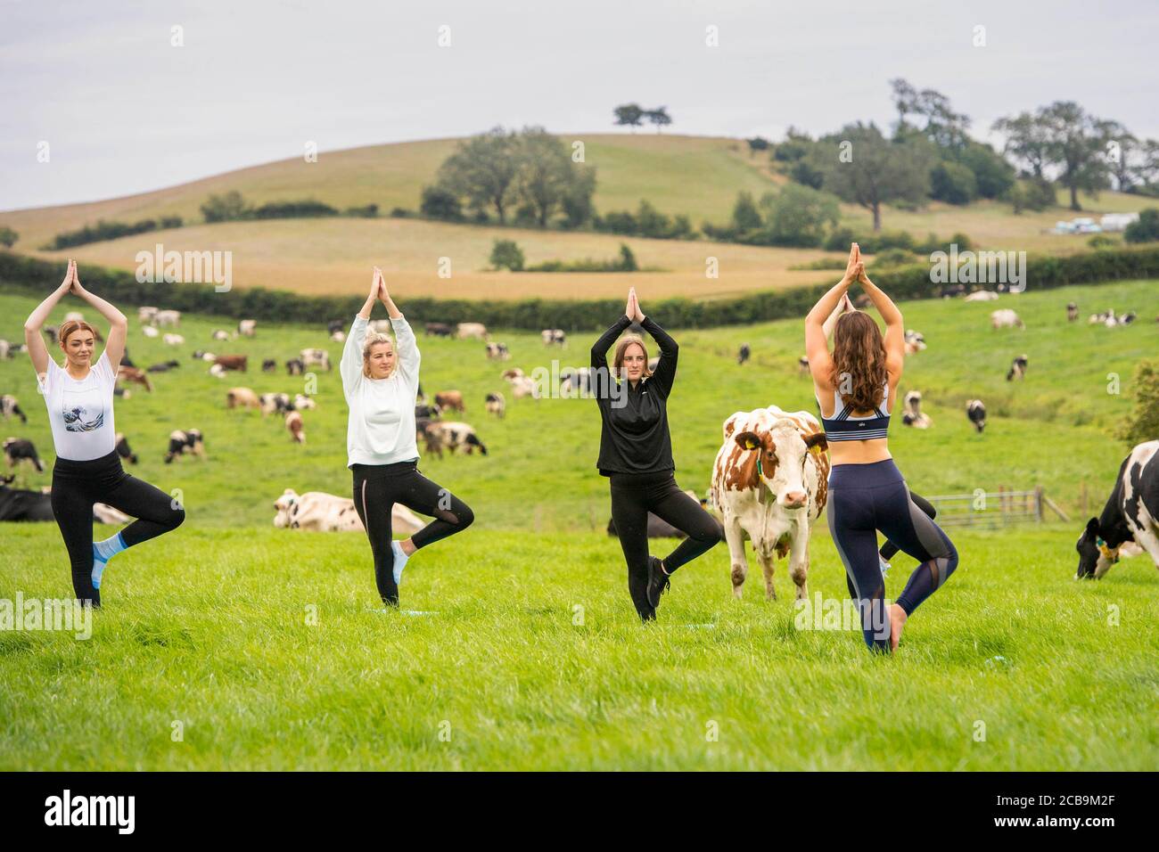 Dairy cows graze in a field as Yoga instructor Titannia Wantling leads ...