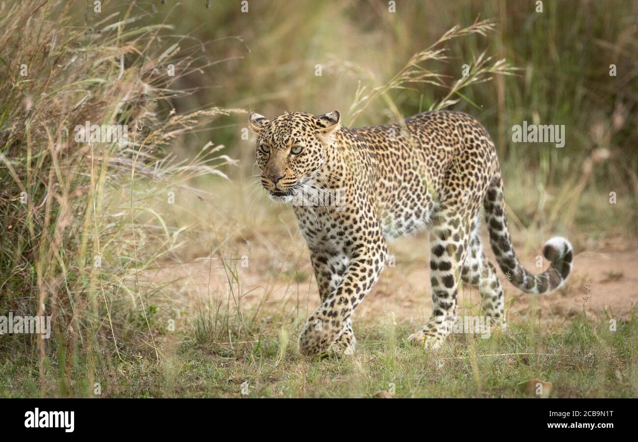 Side View Female Leopard Walking High Resolution Stock Photography and ...