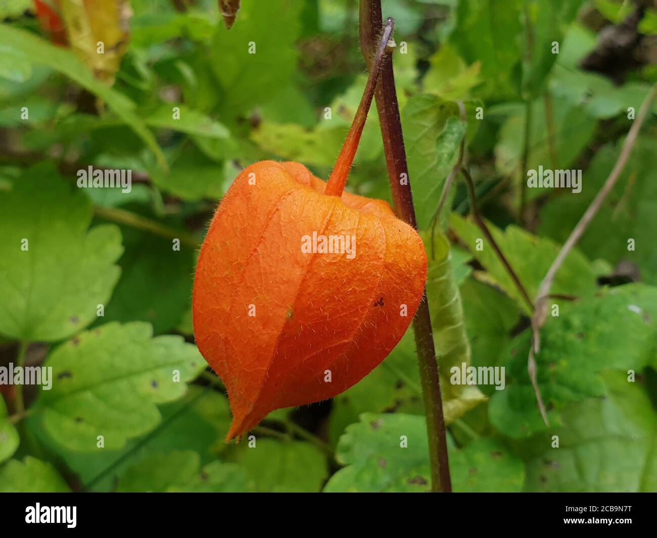Wild gooseberry Physalis plant in Apuseni mountains, Transylvania ...